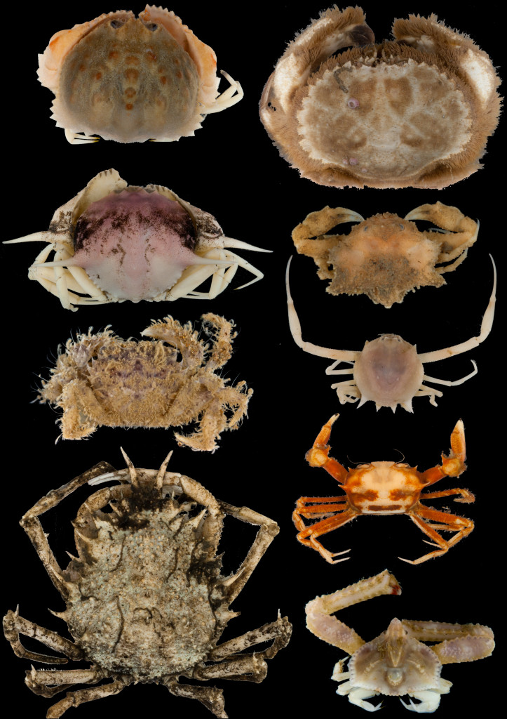 Focus on West African crabs (Brachyura) | The Invertebrate Collections