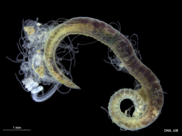 The 1st International Polychaete Day! | The Invertebrate Collections