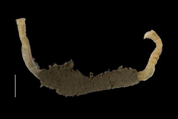 Maldanidae_Maldane sp photo K Kongshavn ©UiB | The Invertebrate Collections