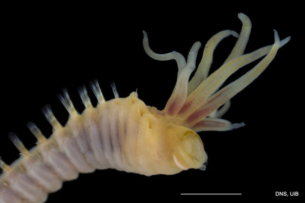 The 1st International Polychaete Day! | The Invertebrate Collections