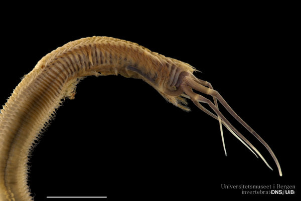 Arne Nygren | The Invertebrate Collections