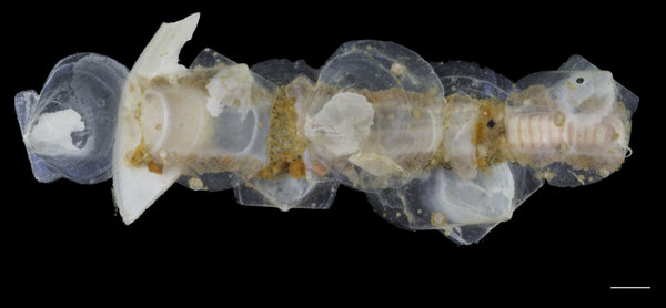 Arne Nygren | The Invertebrate Collections