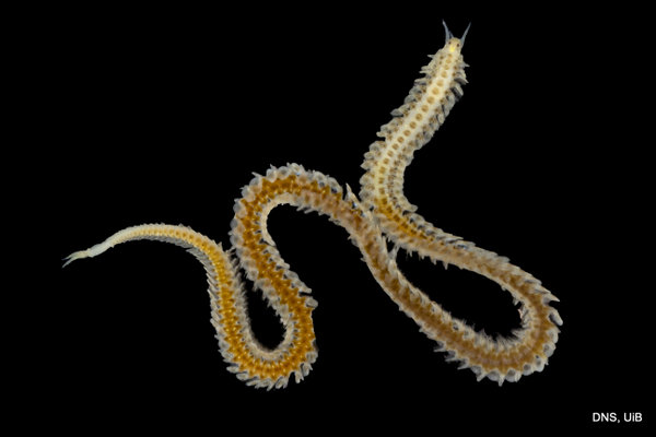 Phyllodoce photo K Kongshavn ©UiB | The Invertebrate Collections