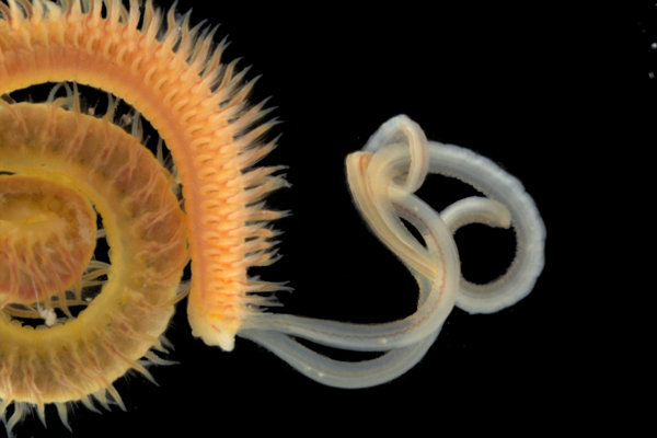 Spionidae Photo K Kongshavn © UiB | The Invertebrate Collections