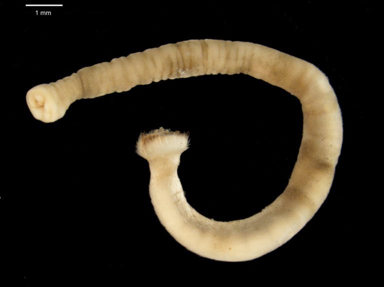 Chaetoderma nitidulum | The Invertebrate Collections