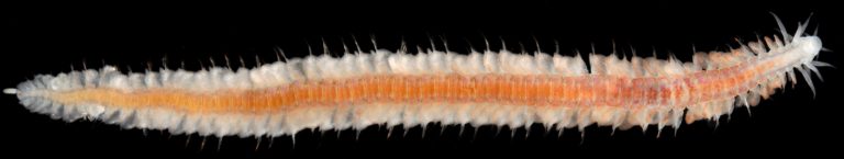 Door #20: Pretty Phyllodocidae | The Invertebrate Collections