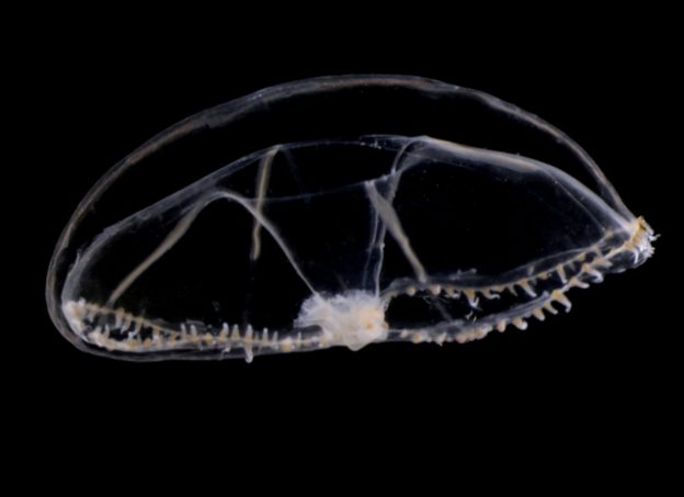Hunting for jellyfish (and some hydroids) with the SponGES Project ...