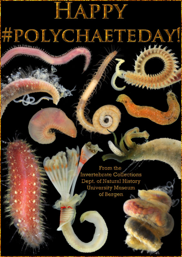 Happy Polychaete Day! | The Invertebrate Collections