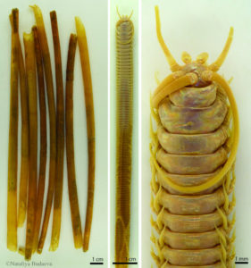 polychaeta | The Invertebrate Collections