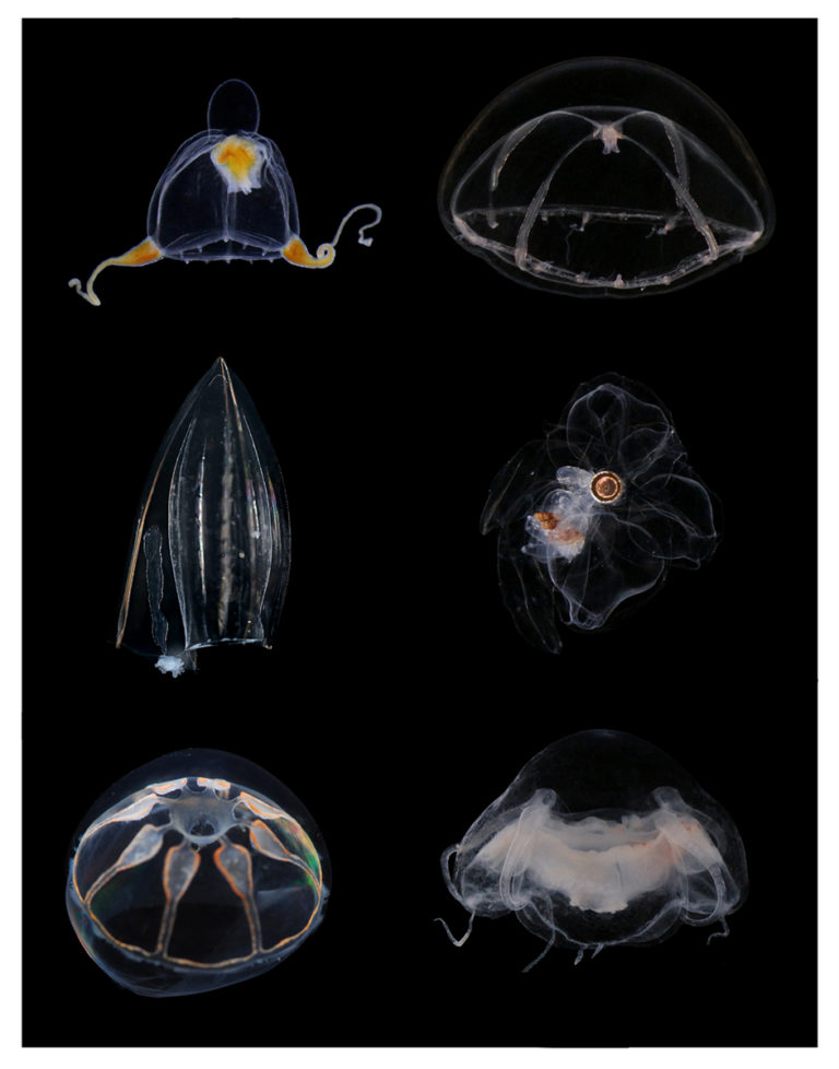 Fig_1-001 | The Invertebrate Collections