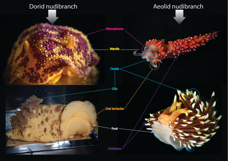 Door #16: Basic anatomy of the sea slug | The Invertebrate Collections