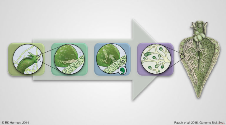 Door #19: Photosynthetic vs solar-powered sea slugs | The Invertebrate ...