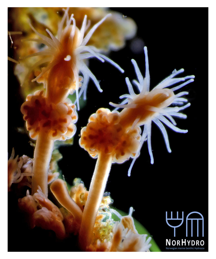 Fig_09 | The Invertebrate Collections