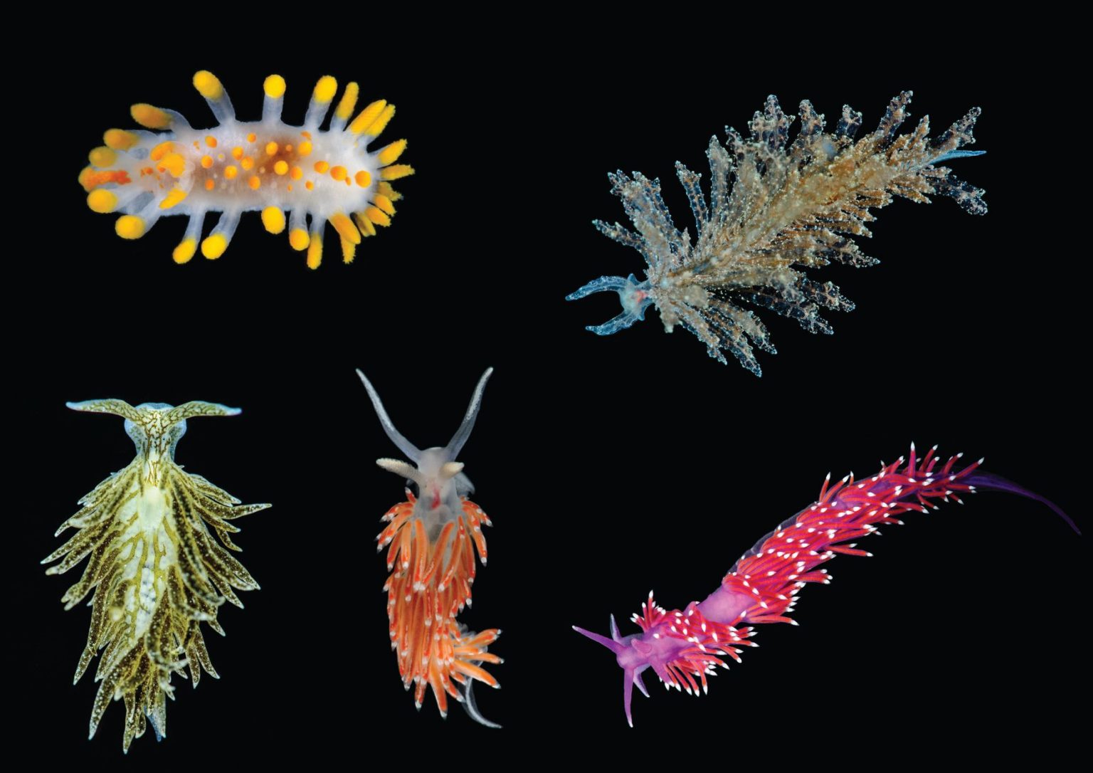 nudibranchs | The Invertebrate Collections