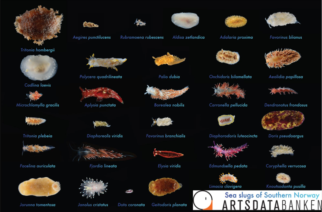 nudibranchs | The Invertebrate Collections