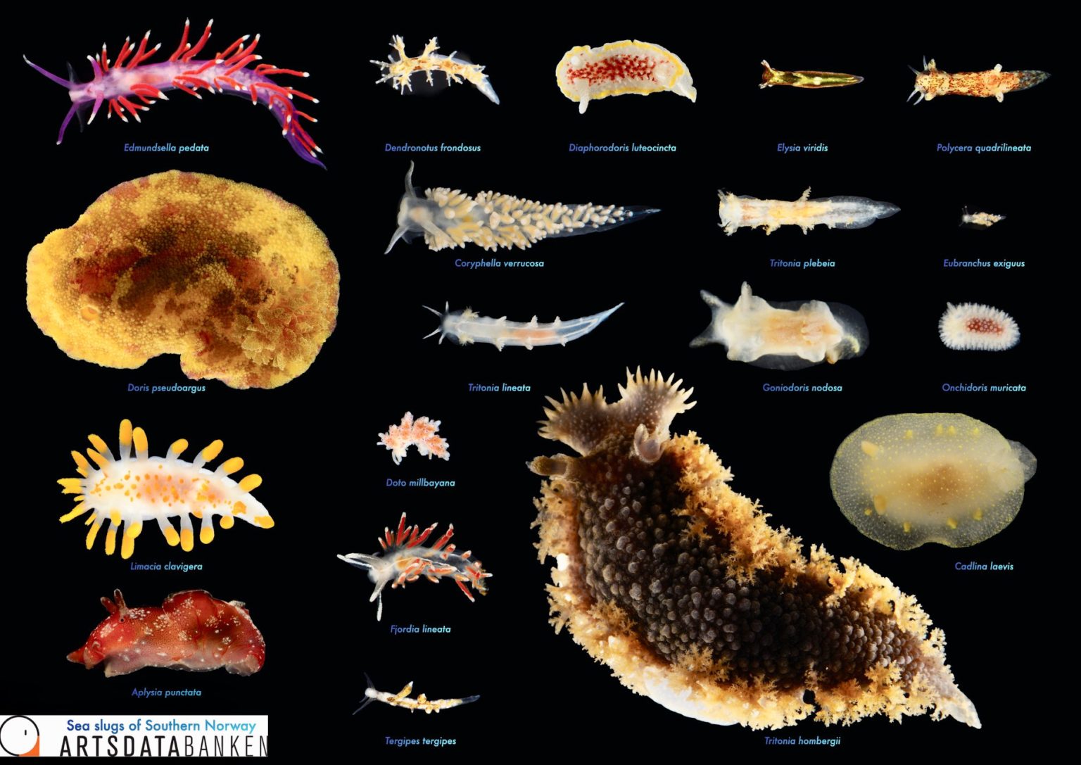 nudibranchs | The Invertebrate Collections