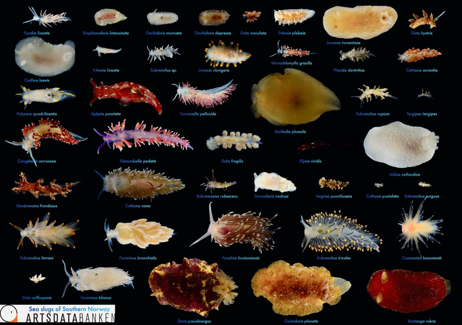 nudibranchs | The Invertebrate Collections