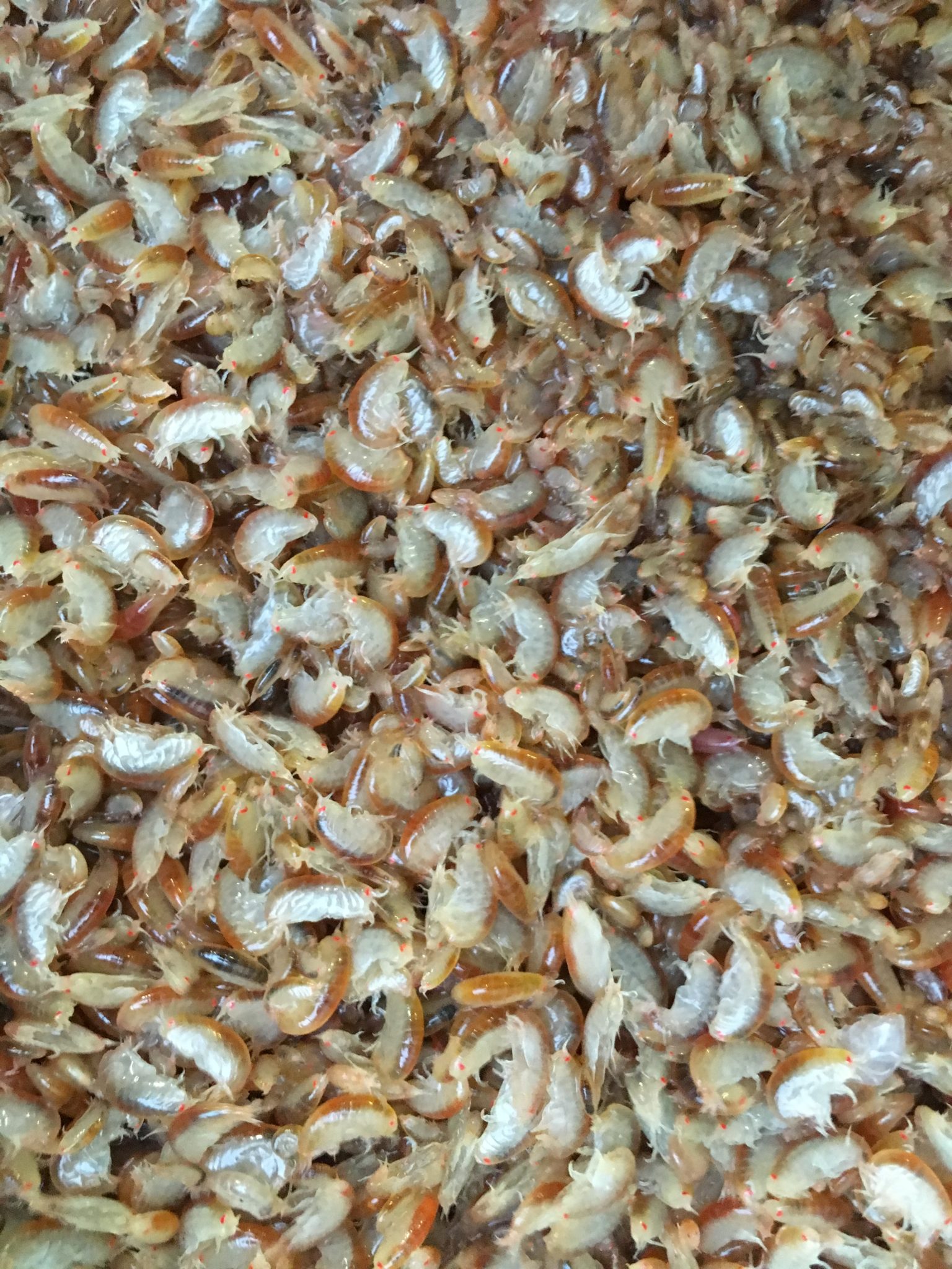 Scavengers in the ocean | The Invertebrate Collections