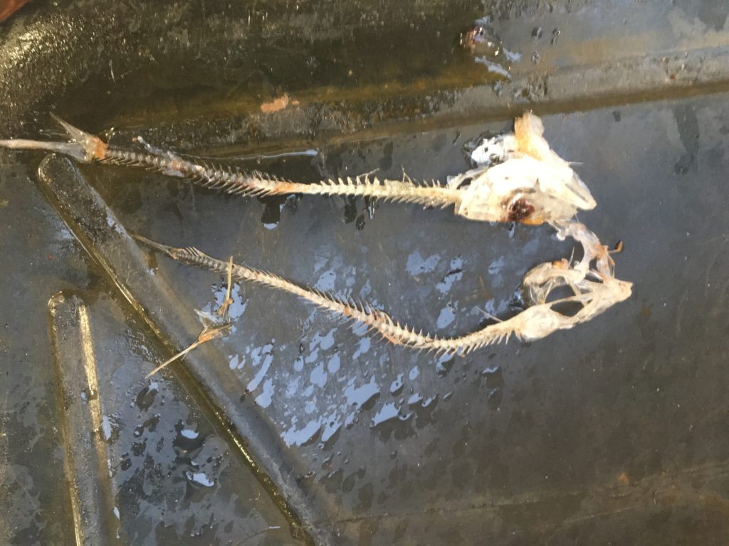 Scavengers in the ocean | The Invertebrate Collections