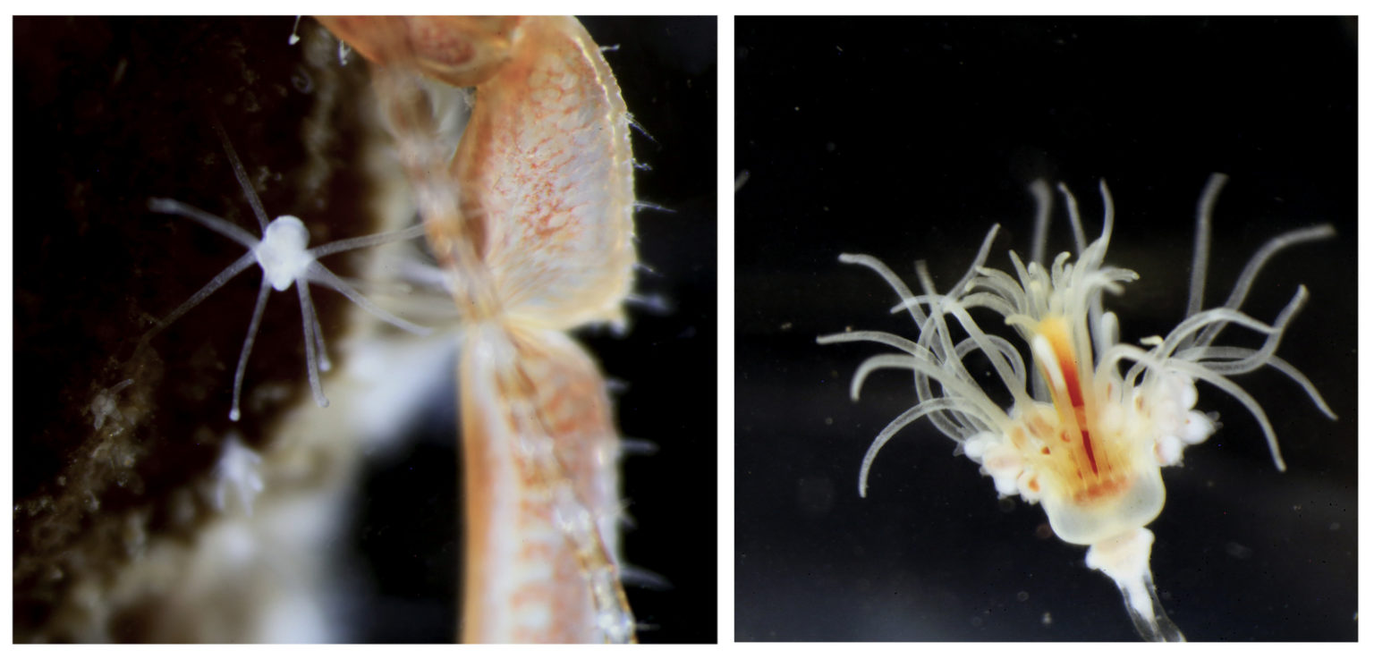 Hydrozoa | The Invertebrate Collections