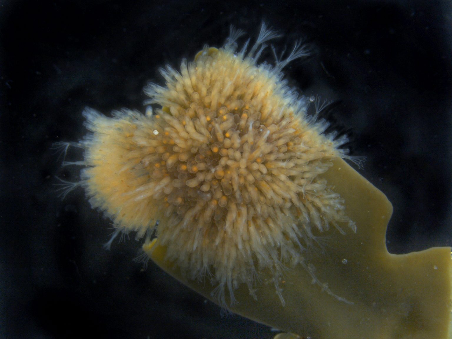 polychaeta | The Invertebrate Collections