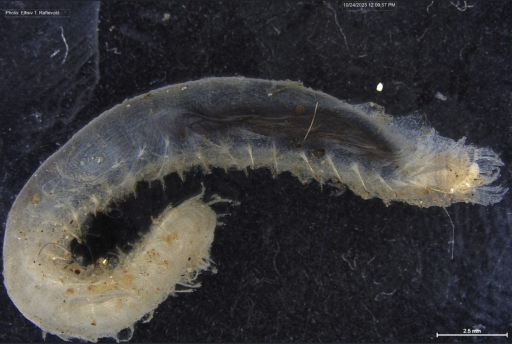 polychaeta | The Invertebrate Collections