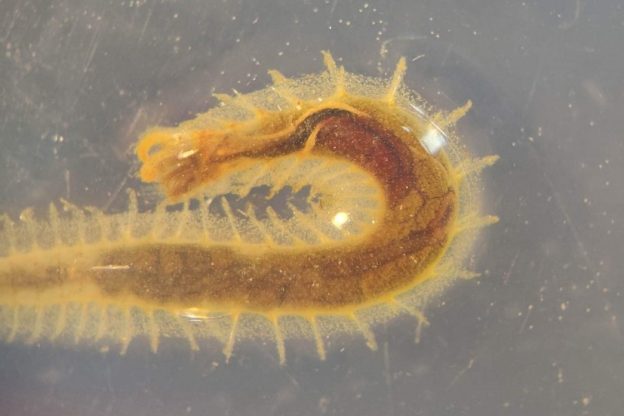 polychaeta | The Invertebrate Collections